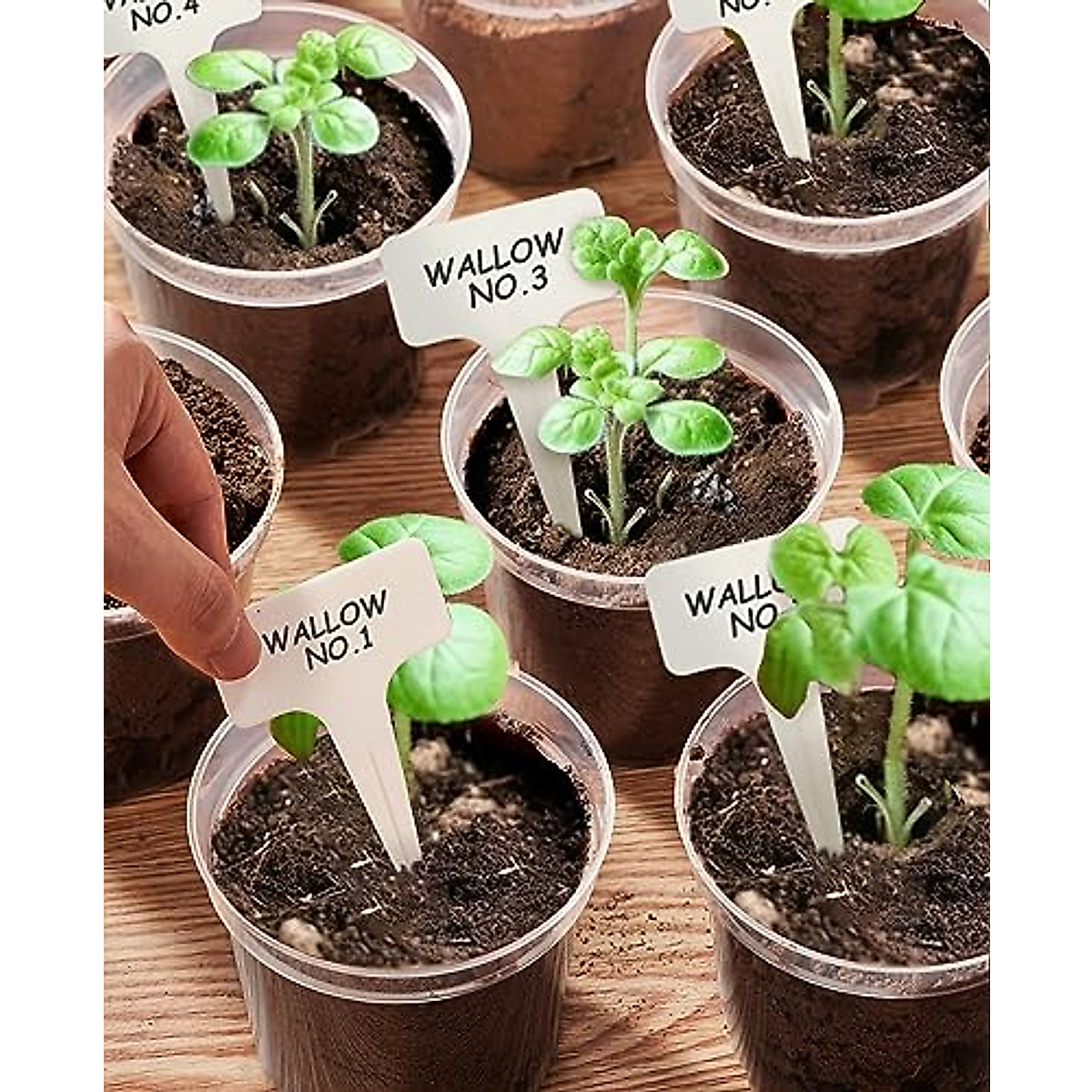 homenote Clear Nursery Pots for Plants,4 Inch Seedling Pots with Drainage Holes Plant Pot for Planting Flower Indoor Seed Starter Pots Outdoor High Transparency with Bonus 20 Plant Labels (30 Packs)