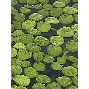 24 Water Spangles (Salvinia Minima), Live Aquarium/Aquatic/Floating/Pond/Beginner Plant NO Snail by TMD Fishkeeping