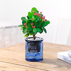 PERZOE Self-Watering Planter Plastic Plant Pot Automatic Water Absorbing Round Flower Bonsai Pot with Cotton Ropes for Home Garden Yard White