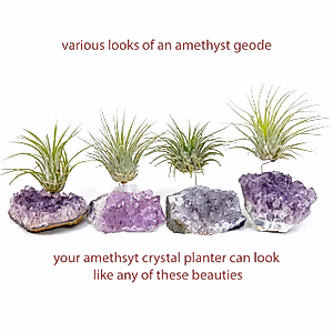 Set of 3 Small Amethyst Crystal Air Plant Holder Includes live Air Plant and Happy Birthday to You Gift Box