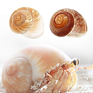 4 Pack Large Hermit Crab Shells, Muffin Snail Shells | Turbo Shells | Giant Land Snail Shells | Hermit Crab House for Fish Tank Aquarium Decoration Beach Home Decor Wedding Centerpieces, 2.75"-3"