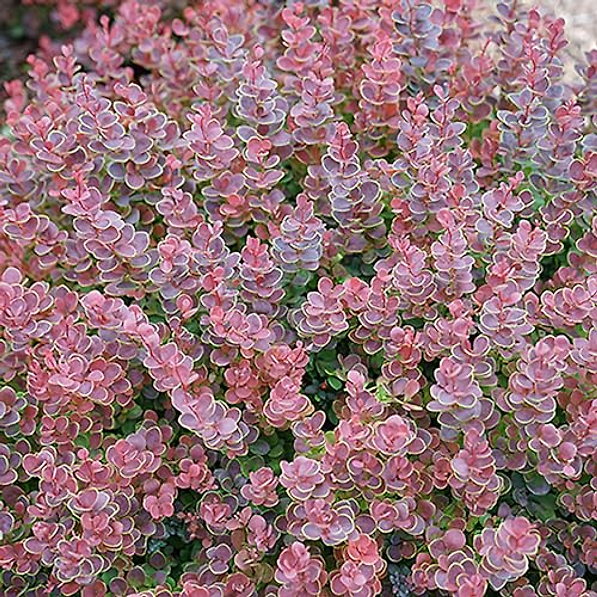 Proven Winner Sunjoy Mini Maroon Barberry, 2 Gal