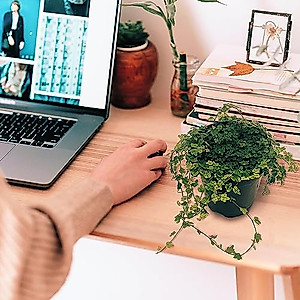 String of Frogs, 4 inch, Ficus pumila Quercifolia, Oakleaf Creeping fig