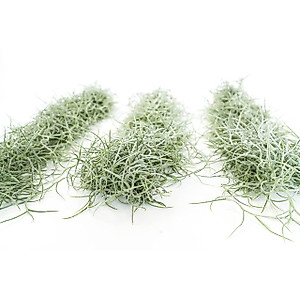3 Pack Thick Colombian Spanish Moss Live Strands with Wire Hook - Live Tillandsia Succulent House Plants - Home and Garden Decor - Easy Care Indoor and Outdoor Plants