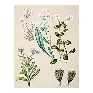 Vintage Botanical Prints | Forest Plants by Ink Inc. | Wildflower Leaves Floral Wall Art | Set of 6 8x10 Unframed