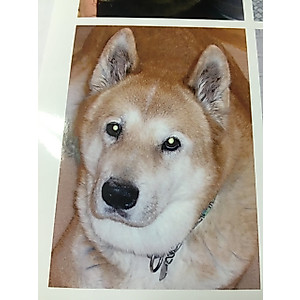 Dr. Baker's Canine System Saver