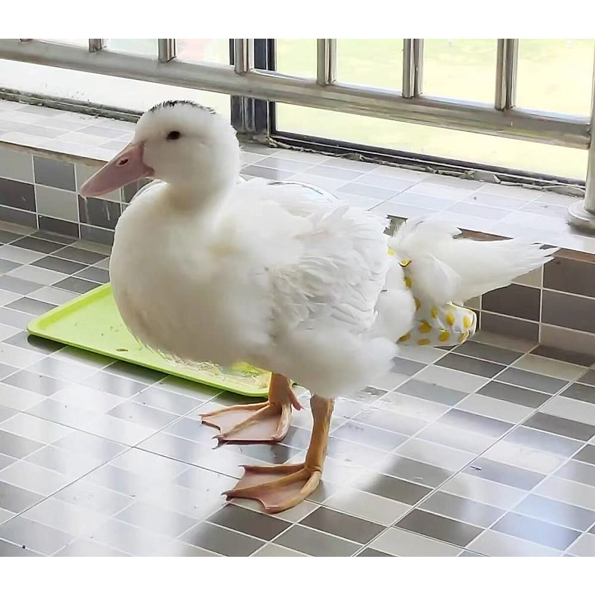 HEZHUO Duck Diapers, Chicken Diapers, Special Diapers for Poultry, Chicken, Duck and Goose Waterproof, Adjustable, Washable and Reusable Diapers (0.2kg-o.25kg)