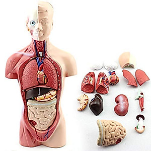 Human Torso Body Model Anatomy Anatomical Medical Internal Organs for Teaching Detachable Educational Medical Science Model New
