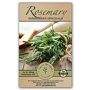 Gaea's Blessing Seeds - Rosemary Seeds - Heirloom Non-GMO Seeds with Easy to Follow Instructions 97% Germination Rate (Single Pack)