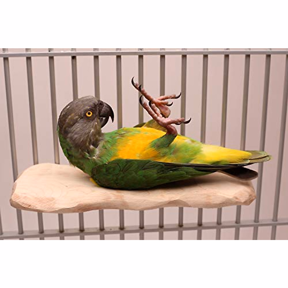 Hardwood Platform NU Perch for Small to Medium Parrots