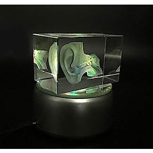3D Human Ear Anatomical Model Paperweight(Laser Etched) in Crystal Glass Cube Science Gift (No Included LED Base)(3.1x2x2 inch)