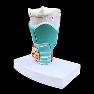 Human Throat Model Life Size, Anatomically Accurate Throat Model Human Throat Anatomy for Science Classroom Study Display Teaching Medical Model