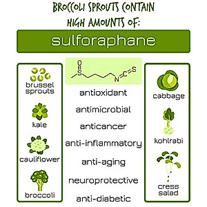 Organic Broccoli Sprouting Seeds By Handy Pantry | 8 oz. Resealable Bag | Non-GMO Broccoli Sprouts Seeds, Contains Sulforaphane