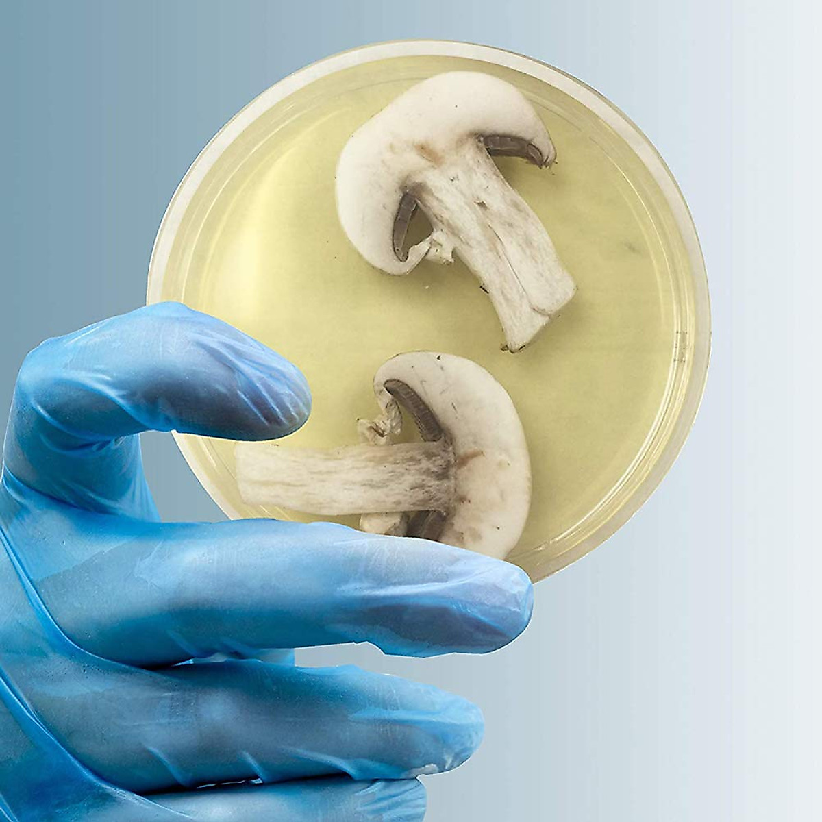 Petri Dishes with Agar, Agar Plates Prepoured Petri Dishes, 100x100mm Culture Medium Agar Plates Dextrose Agar Petri Dishes for Science Fair Projects (Pack of 10)