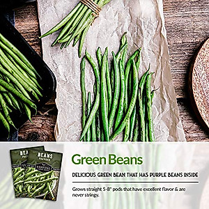 Survival Garden Seeds - Provider Bush Bean Seed for Planting - Packet with Instructions to Plant and Grow Stringless Green Beans in Your Home Vegetable Garden - Non-GMO Heirloom Variety
