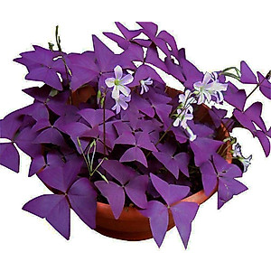 Oxalis Triangularis 10 Bulbs - Purple Shamrocks Lucky Lovely Flowers Bulbs Grows Indoor or Outdoor