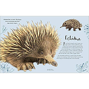 The Wonders of Nature (DK Children's Anthologies)