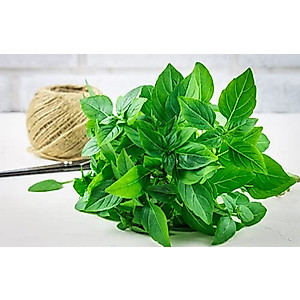 Basil Seeds for Planting 9 Variety Pack, Thai Basil Seeds, Dwarf Greek, Genovese, Italian, Lemon, Licorice, Red Rubin, Sweet Basil Seeds, Cinnamon