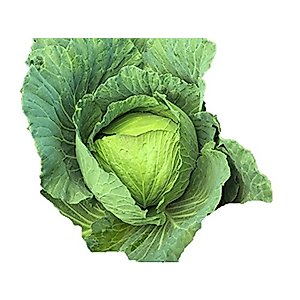 Cabbage Early Jersey Wakefield Seeds for Growing Heirloom Microgreens Sprouting or Garden Non GMO USA #164 (2000 Seeds)