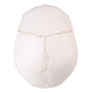 LYOU Human Skull Anatomical Model, New Version Life Size 3 Part Adult Human Anatomy Head Skeleton Model with Removable Skull Cap and Moving Jaw, Hand-Painted in Color Suture Line