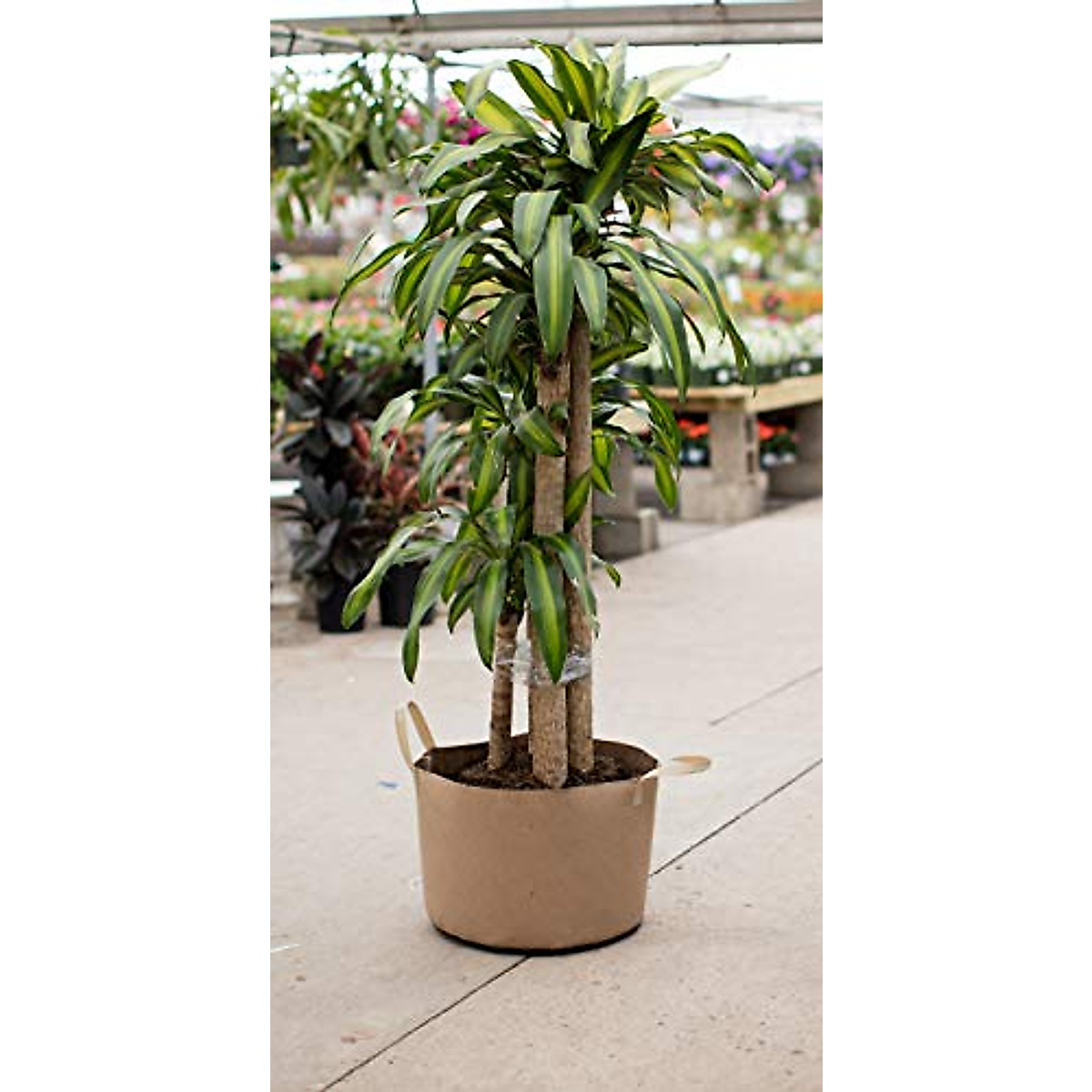 Smart Pots 20-Gallon Smart Pot Soft-Sided Container, Tan with Strap handles