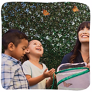 Insect Lore - Butterfly Growing Kit - With Voucher to Redeem Caterpillars Later