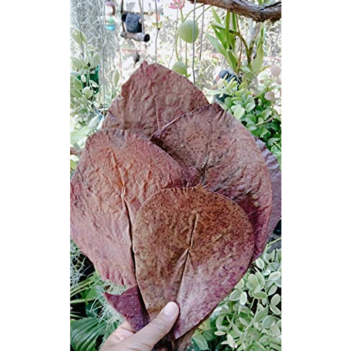 Pufa SIAM Shop Premium Indian Almond Leaves Medium Catappa for Betta Fish & Shrimps|Best Betta Fish / Shrimp Leaves |Indian Catappa Almonds Naturally sourced Almond Leaves Help Boost immunity50 g.