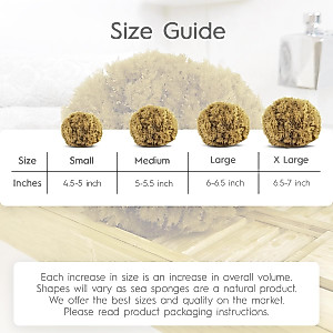 Naroa Exfoliating Natural Sponge for Bathing | Bath Sea Sponge for Healthy Skin | Unbleached Shower Body Scrubber Puff | Eco Friendly Plastic Free Sponge (Exfoliate - Medium)