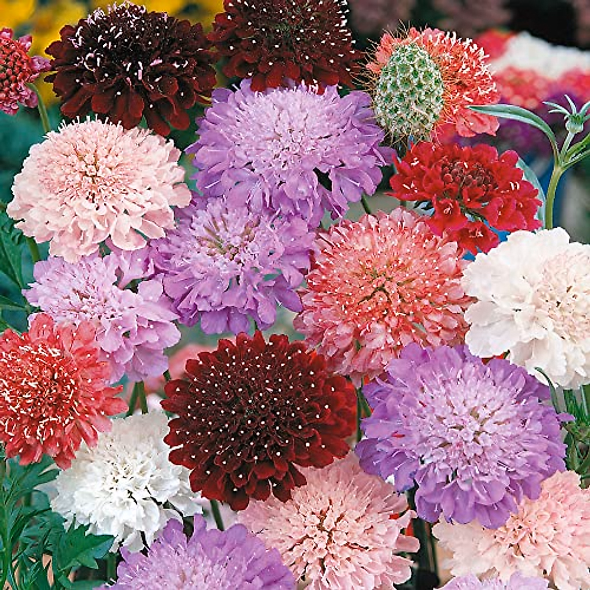 Outsidepride Annual Scabiosa Dwarf Double Pincushion Garden Cut Flower Mix for Arrangements, Drying, & Pressing - 200 Seeds
