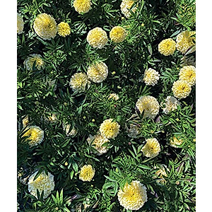 Burpee Snowball Marigold Seeds 50 seeds