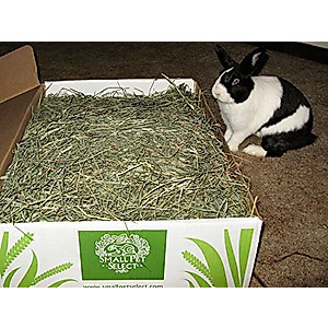 Small Pet Select 3rd Cutting "Super Soft" Timothy Hay Pet Food, 20 Lb.