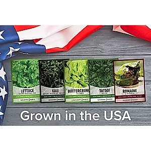 Hydroponic Seeds for Planting Planting Indoors and Outdoor 5 Variety Pack - Tatsoi, Kale, Buttercrunch, Romaine and Loose Leaf Lettuce Seeds by Gardeners Basics