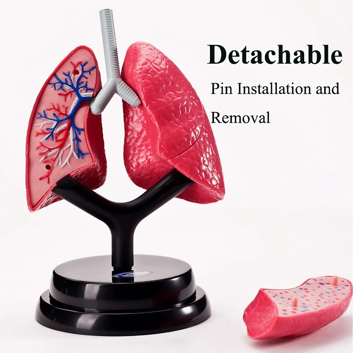 HIRNER Model Teaching Model Realistic Lung Anatomy Model Removerable Human Internal Organ Anatomy Model Medical Teaching Learning Aids for Teaching