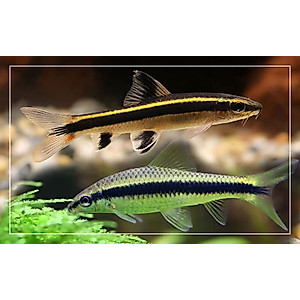 Siamese Algae Eater Live Fish - 8 Pack Live Freshwater Aquarium Fish