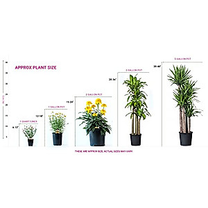 EZ Growing Plants Honeycrisp Apple Tree (5 Gallon Potted)