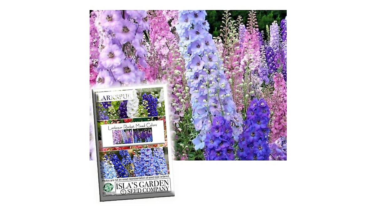 Larkspur Rocket Mix Flower Seeds - Vibrant Multi-Color Blooms & Gifts
