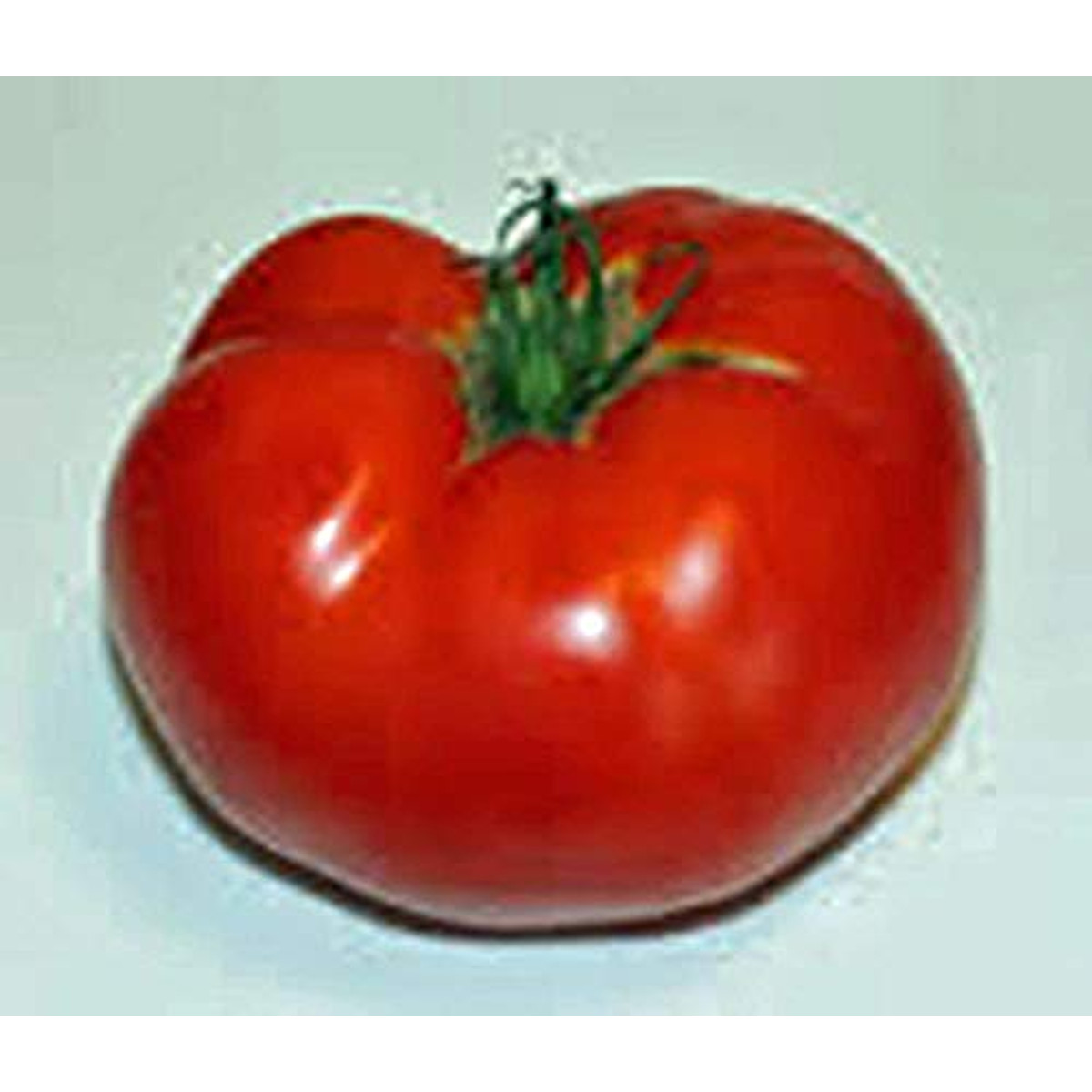 Jetstar Tomato Seeds - 50 Count Seed Pack - Non-GMO -Jet Star is a Prolific Variety That Produces an Abundance of Super Sweet, Medium-Sized Tomatoes. - Country Creek Acres
