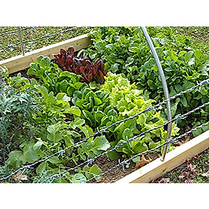 Barbed Wire Roll - Razor Barbed Wire Fence for Outdoor, Repellent and Crafts, 25 feet 18 Gauge 4 Point Barb Wire