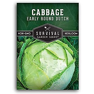 Survival Garden Seeds - Early Round Dutch Cabbage Seed for Planting - Packet with Instructions to Plant and Grow Green Cabbages in Your Home Vegetable Garden - Non-GMO Heirloom Variety