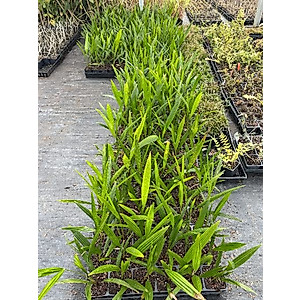 Windmill Palm Plant in a 4" -Trachycarpus fortunei-Cold Hardy to Zone 7!!