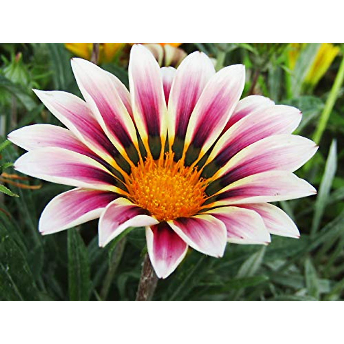 KIRA SEEDS - Treasure Flower Mix- Gazania - Annual Flowers for Planting - GMO Free