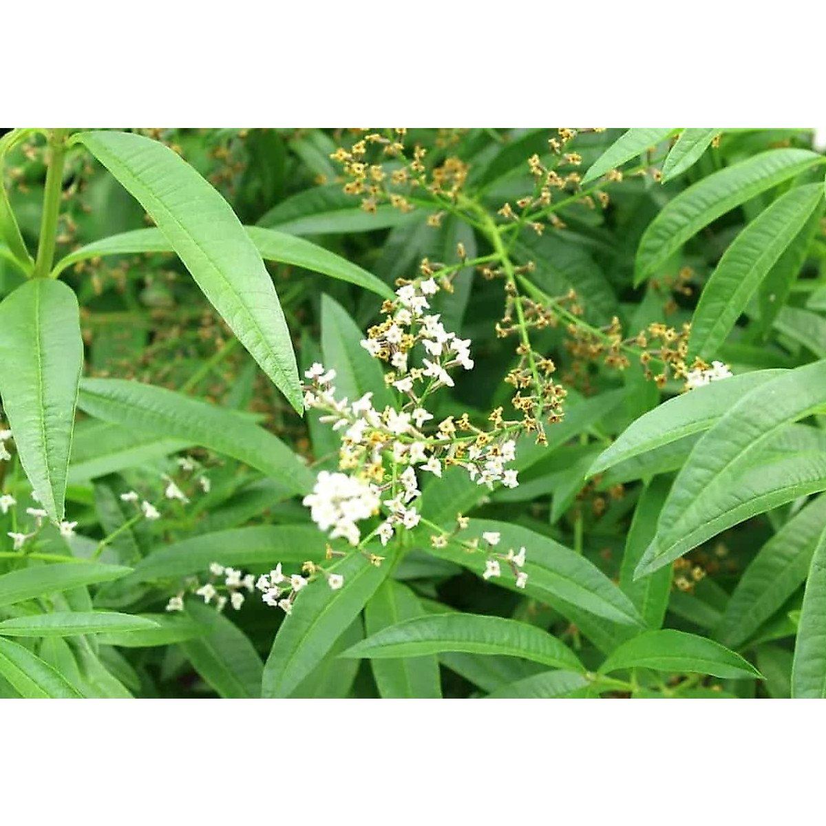 200-Lemon Verbena Seeds for Planting - (Aloysia Wrightii) -