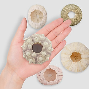 5 Pack Mini Sea Urchin Shell Hanging Pot-Air Plant Holder Hanging Decorative Cute Tillandsia Succulent Display Container with Rustic Ropes for Home Garden Beach Theme Party Wall Indoor Outdoor Decors