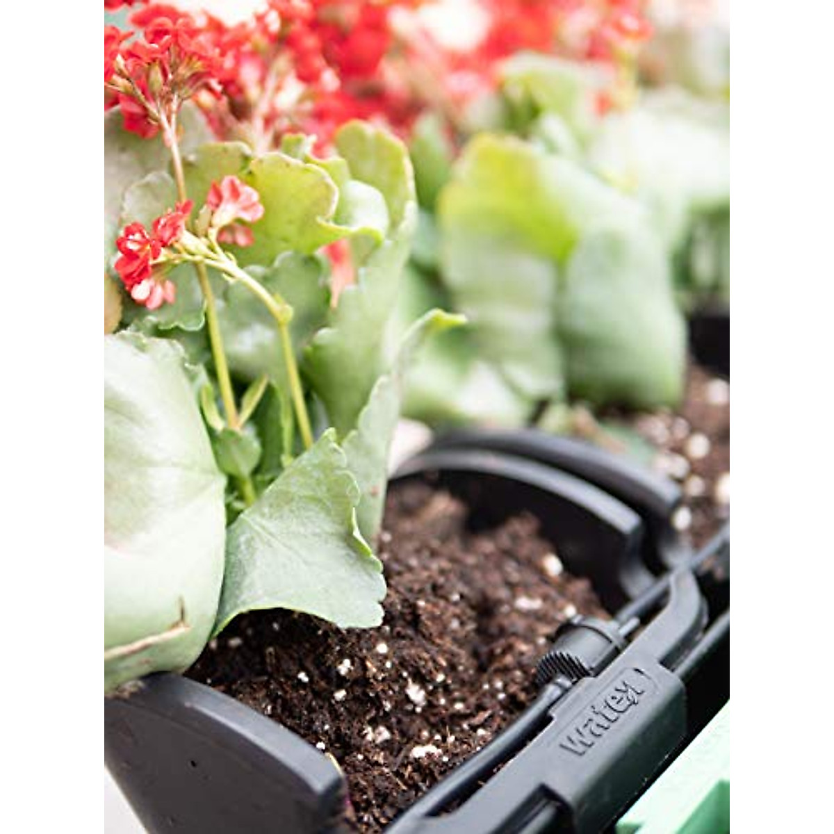 Watex Mobile Green Wall (Single Frame, Black), BPA Free Planters