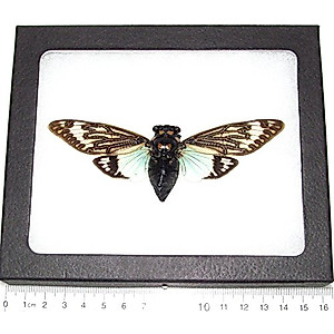 BicBugs Tosena splendida Blue Green cicada Thailand Framed Real