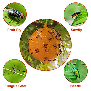 osseph Fruit Fly Traps Ball Sticky Traps Ball, 6 PCS Gnat Traps Flying Insects Traps Ball for Indoor Outdoor House Kitchen Plants Trees Flying Insects (6PCS, Yellow)