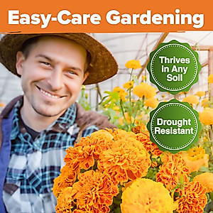 HOME GROWN Crackerjack Marigold Seeds | 4.25oz / 35,000 Flower Seeds Planting Outdoor | Large Bulk Pack | Non-GMO, High Germination, USA Sourced Wildflower Seeds | Companion Planting