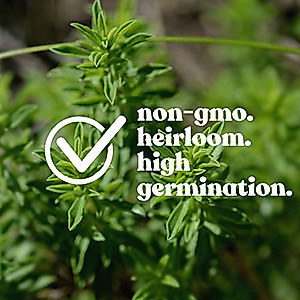 Winter Thyme Seeds - 500 mg Packet ~1,650+ Seeds - Thyme Herb Seeds for Planting - for The Outdoor or Indoor Herb Garden - Use as Ground Cover Seeds, Herb Seeds, Flower Seeds