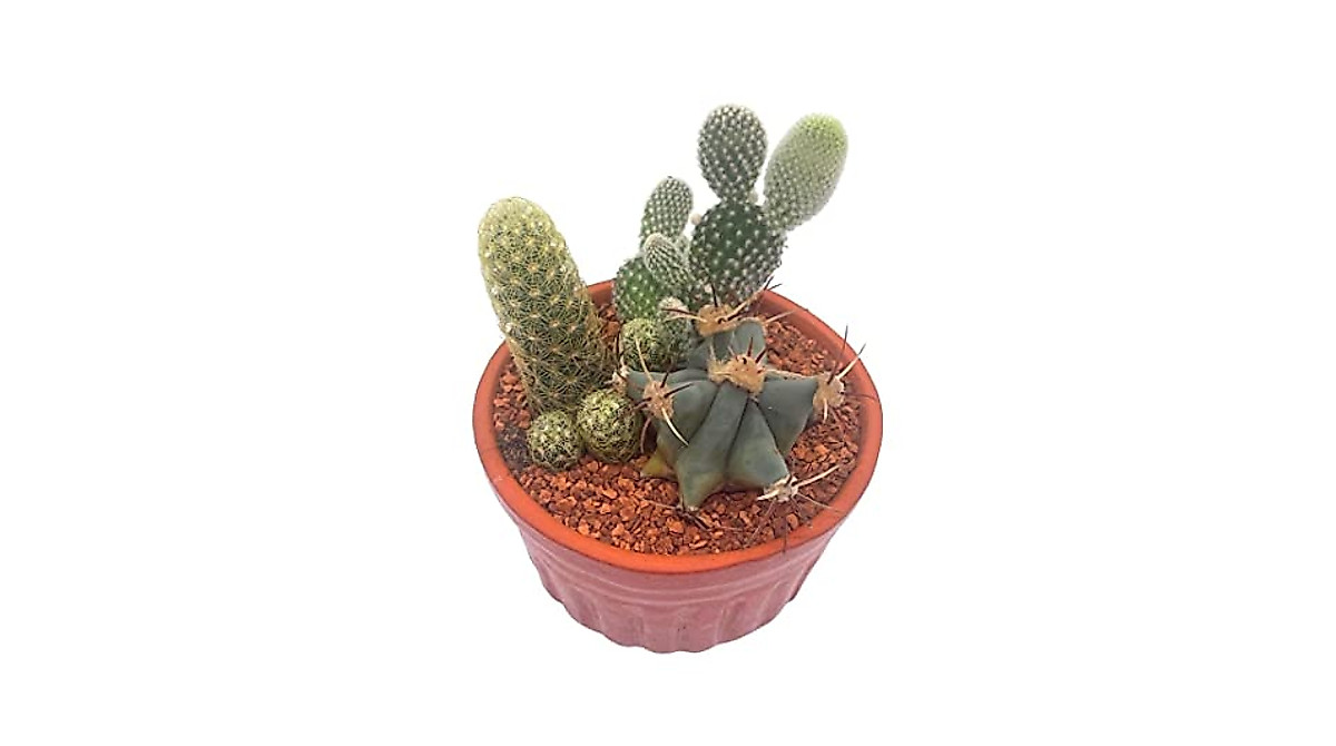 Cactus Garden with 3 Unique Cacti in Stylish Terracotta Pot