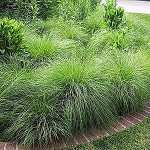 YEGAOL Garden 200Pcs Prairie Dropseed Seeds Sporobolus Heterolepis Seeds Ornamental Long-Lived Drought Tolerant Perennial Grass Low Maintenance Grass Seeds Home Garden Plant
